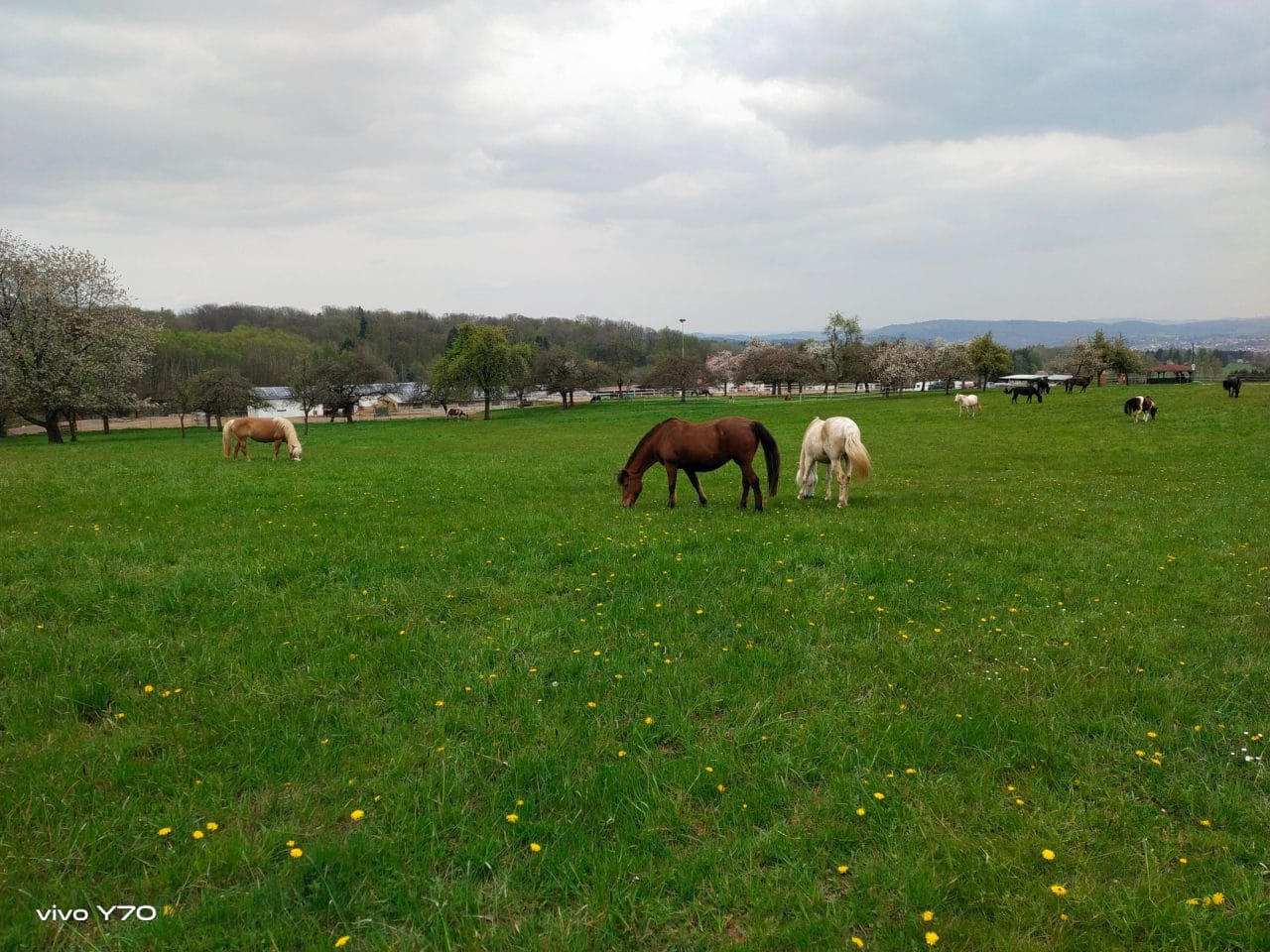 vivo Y70 im Test - Punktlandung in der Mitte der Mittelklasse